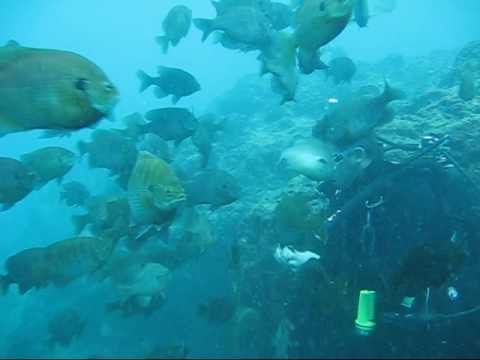 Scuba Diving at Vortex Springs, Florida - YouTube