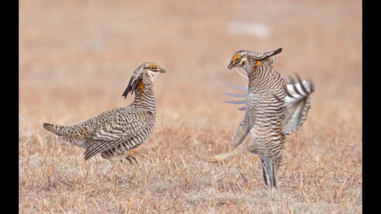 Prairie Chickens calling - YouTube