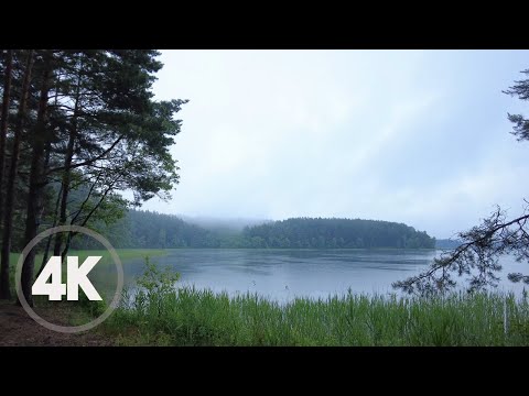 Relaxing Rain Walk in the Forest by the Lake, Umbrella & Nature Sounds, Ščiūro Ragas, Lithuania |4K