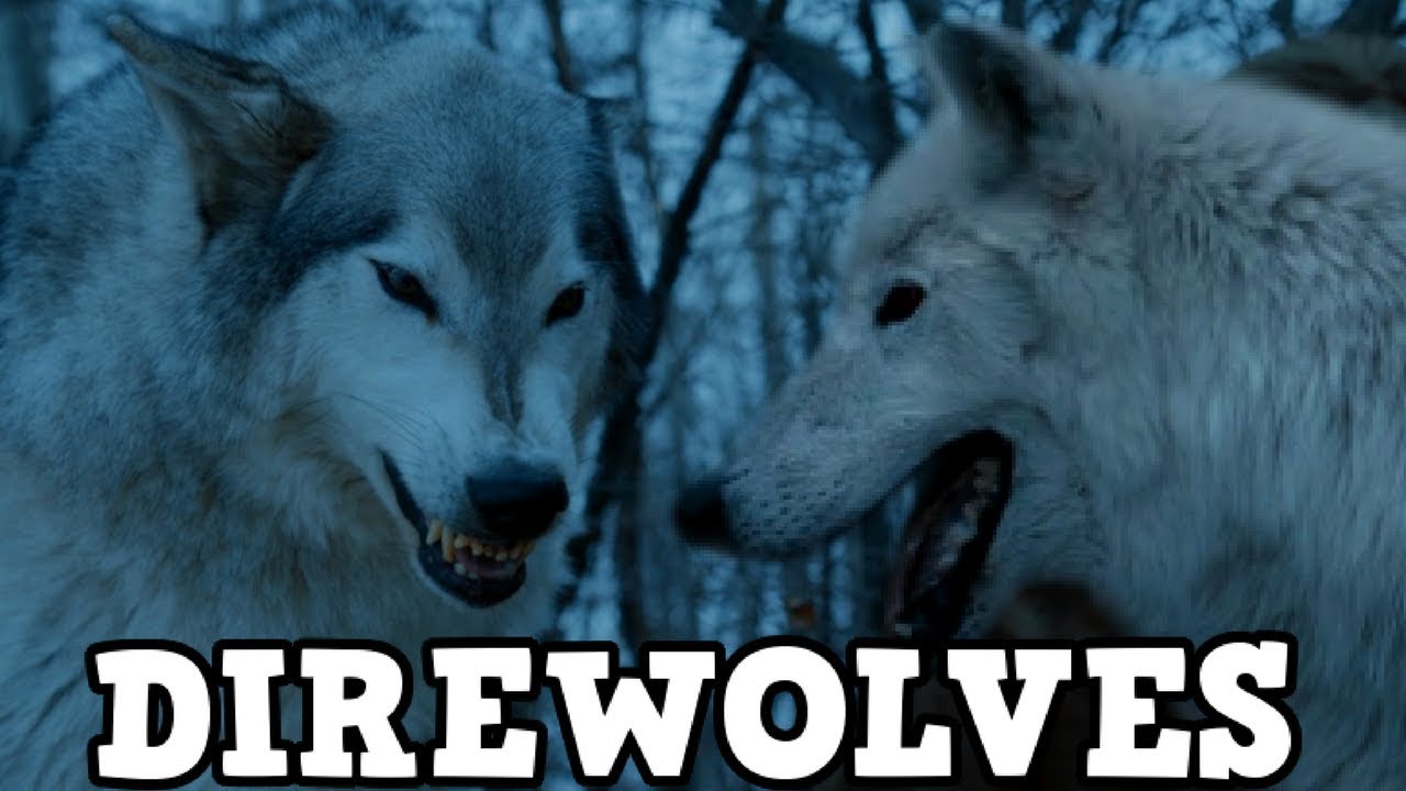Game of Thrones Season 8 - The Fate of The Direwolves - YouTube