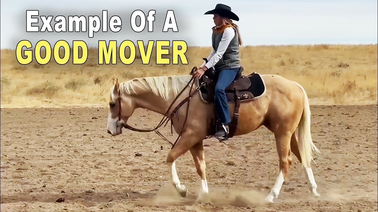 Example Of A Good Moving Horse Trainers Want To Train - Reining, Ranch ...