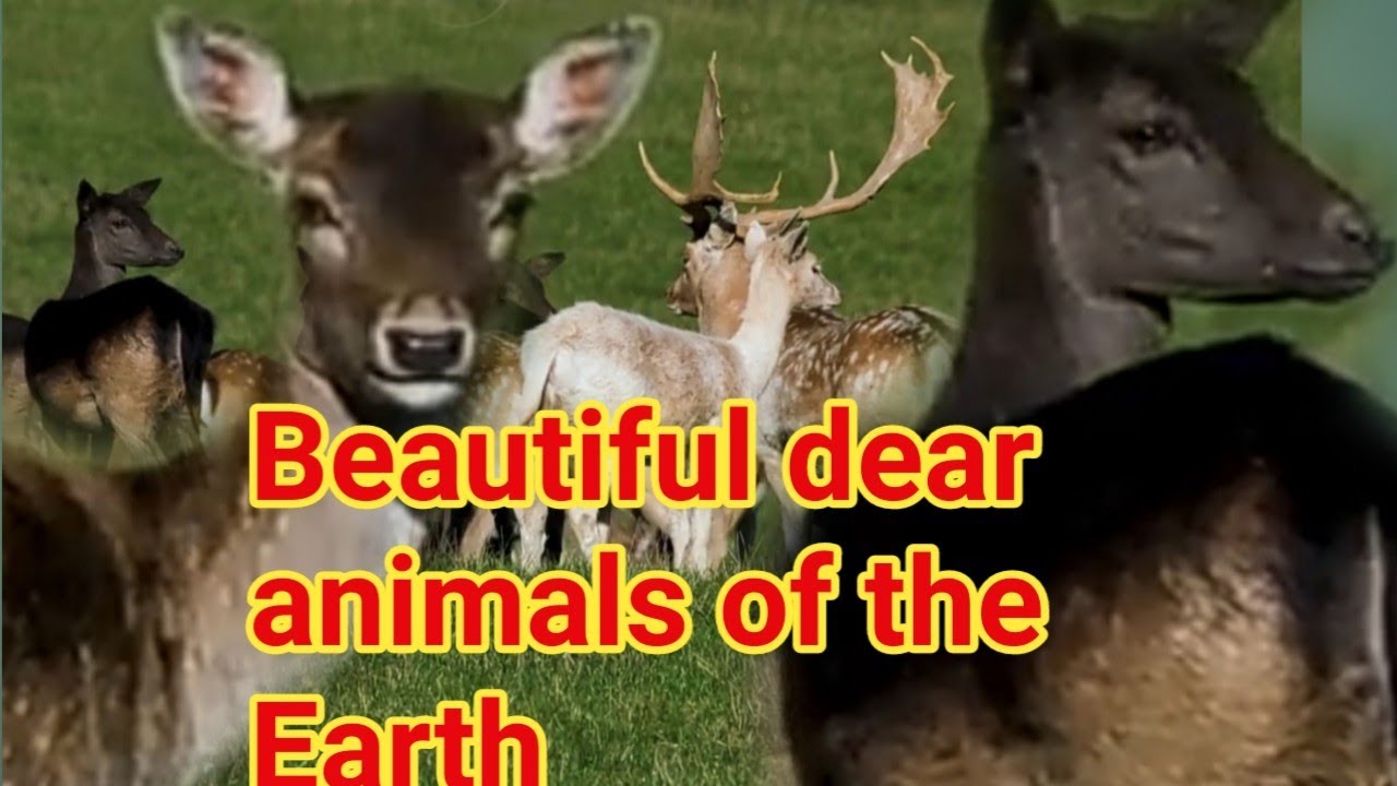 Beautyful dear animals of the Earth - YouTube