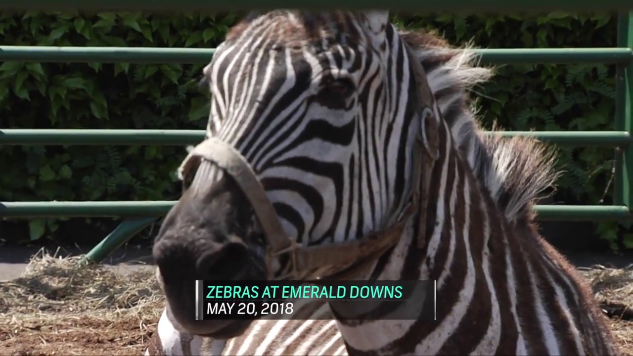 2018 Emerald Downs Zebra Race - YouTube