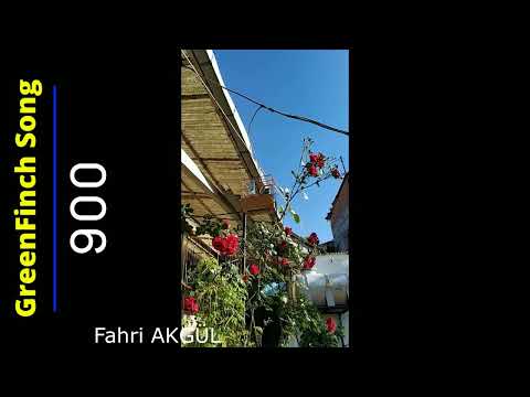 Flurya Kuşu Ötümü 900 - Tyson