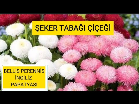 Şeker Tabağı Çiçeği Bakımı - English Daisy - İngiliz Papatyası  #papatya #EnglishDaisy #çiçek