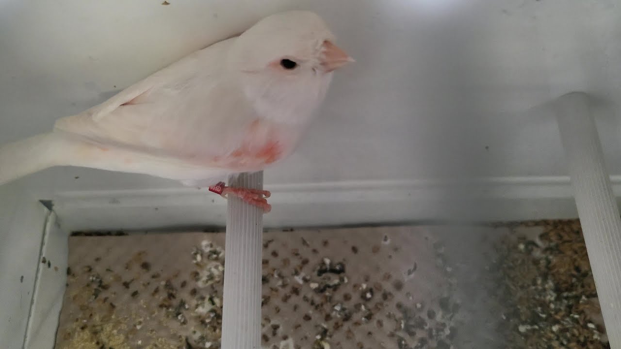 MODENA 2024 - CANARI ISABELLE PASTEL MOSAÏQUE ROUGE - CHAMPION ...