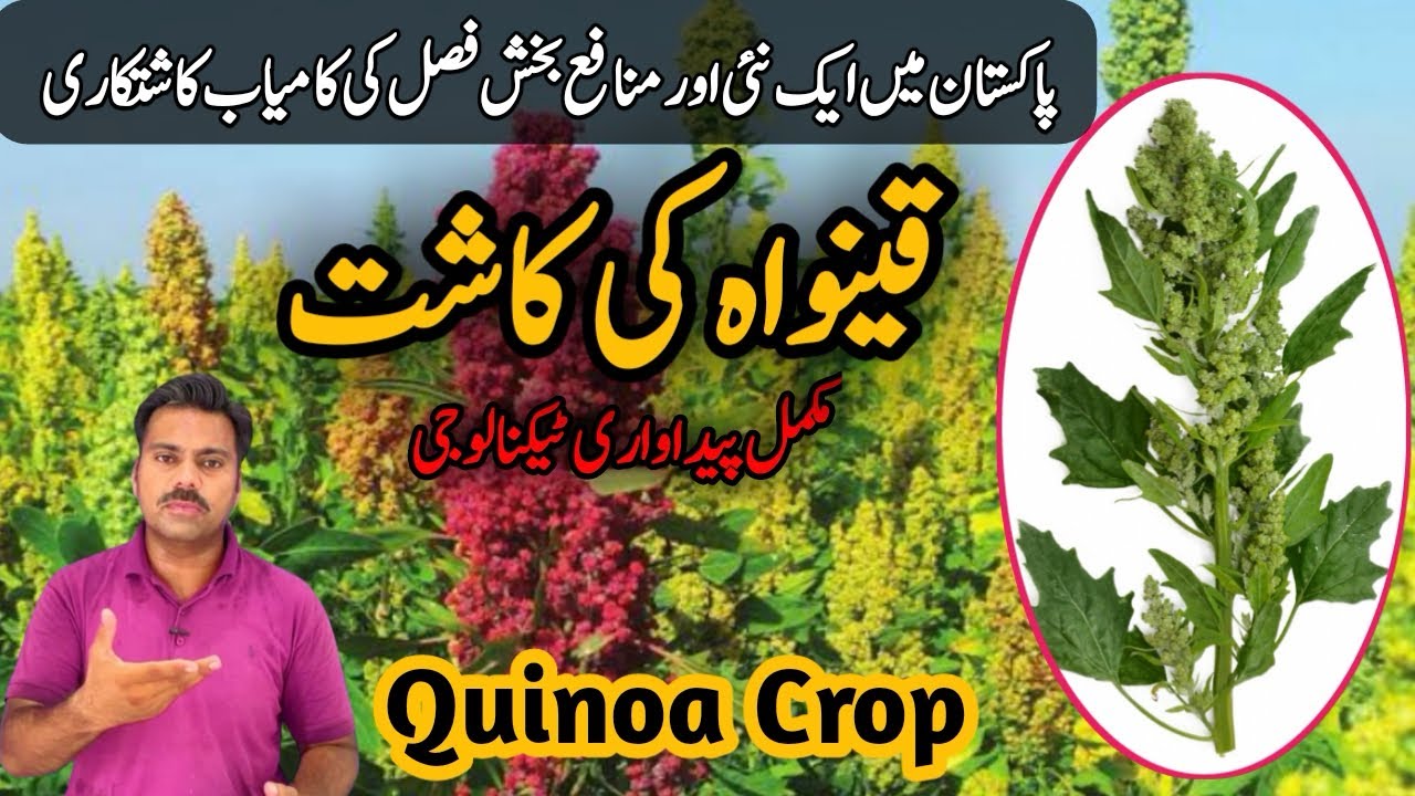 How to grow Quinoa crop | Quinoa production technology | Quinoa ...