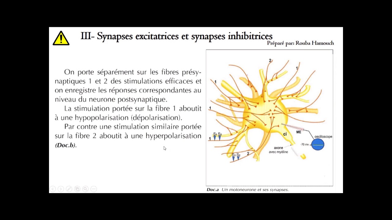 SV Chap 9 Intégration des informations nerveuses Partie 1 - YouTube