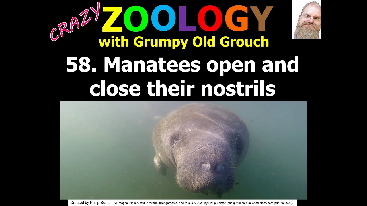 Manatees open and close their nostrils (Crazy Zoology 58 with Grumpy ...