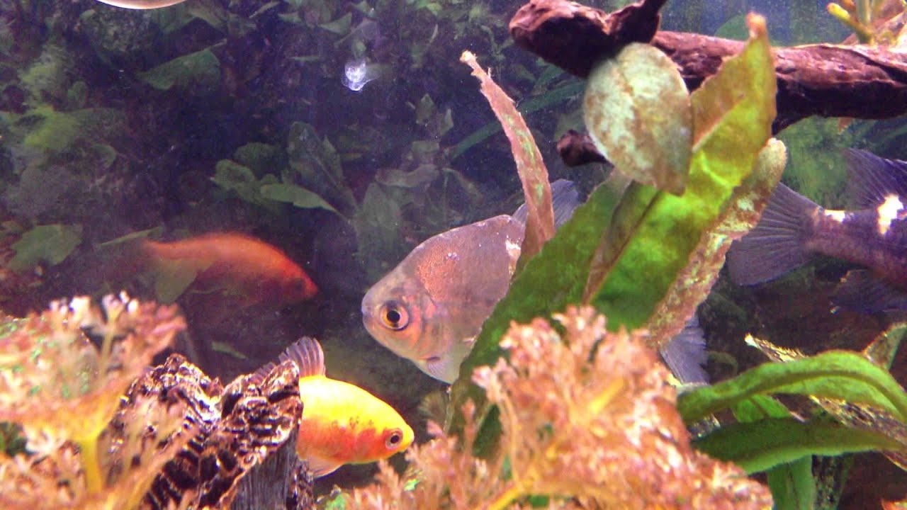 85 Gallon Bow Front Aggressive Aquarium (Full HD!) - YouTube