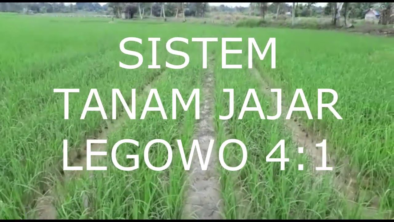 Sistem Tanam Jajar Legowo - YouTube