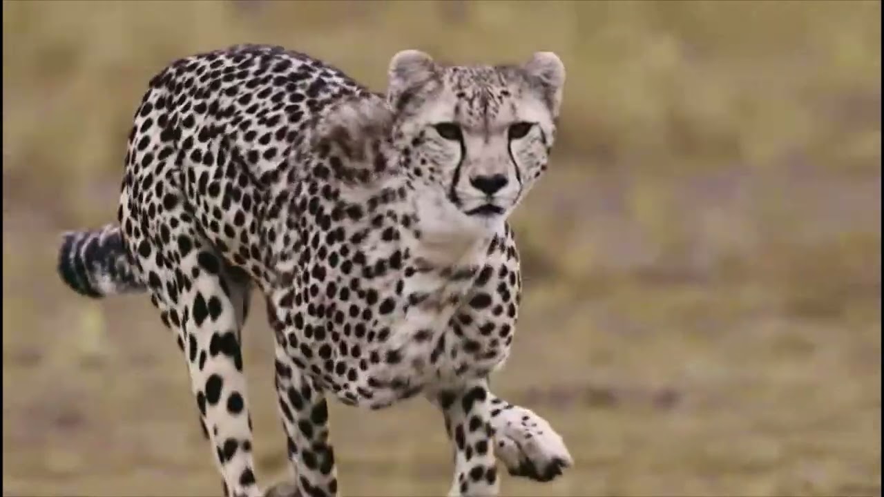 Wooly Cheetah