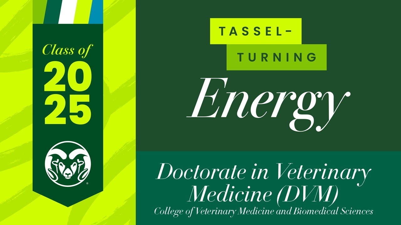 Doctorate in Veterinary Medicine (DVM) - YouTube