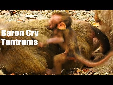 Small Baby Monkey Baron Cry Tantrums Coz Mom Sleep Closed Contact Milk ...