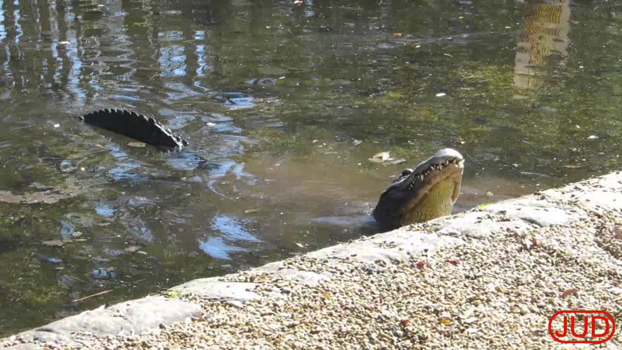 Gator Growl - YouTube