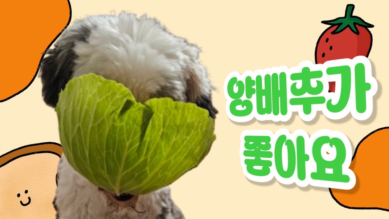 양배추가 그렇게 맛있니 올드잉글리쉬쉽독 양배추 먹방 목욕도 못하고 꼬질꼬질 그래도 맛있게 아삭아삭 Asmr Youtube