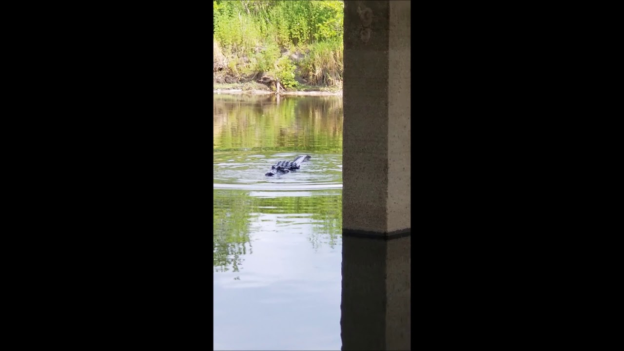 Snapping Alligator - YouTube