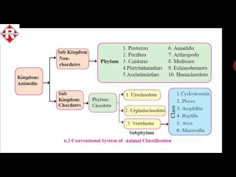 Science 2 - 10th SSC - Ch 6 - Animal Classification - YouTube