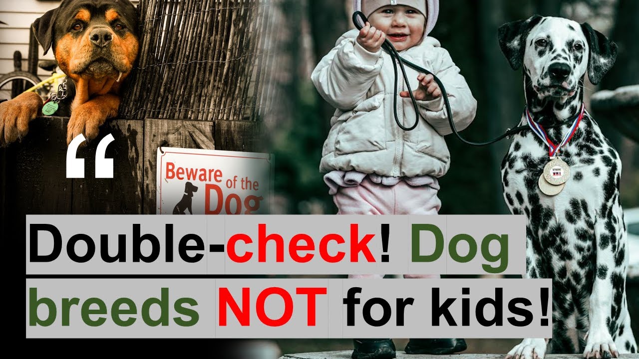 10 Worst Dog Breeds for Kids! - YouTube