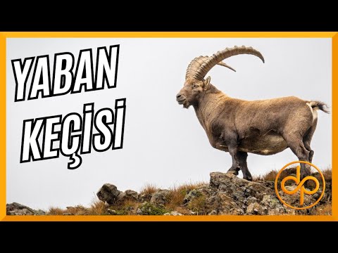 YABAN KEÇİSİ | Türkiye'nin Yabani Hayvanları!!! (Capra Aegagrus)