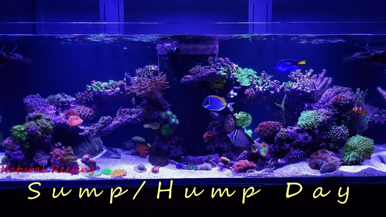 Red Sea Reefer 525 XL Sump / Hump Day - YouTube