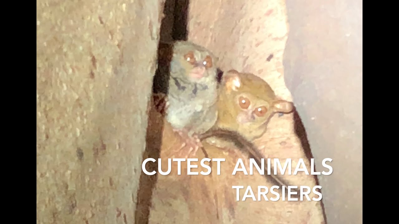 Cutest animals Tarsiers - Tarsius in Bitung Sulawesi - Indonesia ...