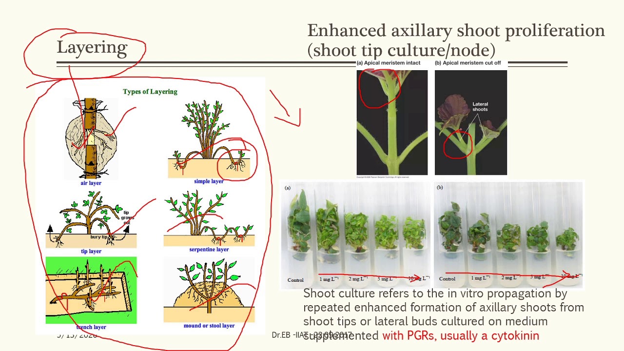 ABT 301 About Plant Micro-propagation and Advantages by Dr.S.Elayabalan ...