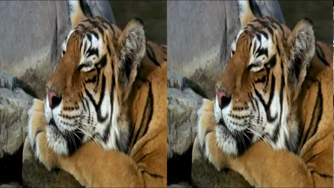 3d Side By Side Video