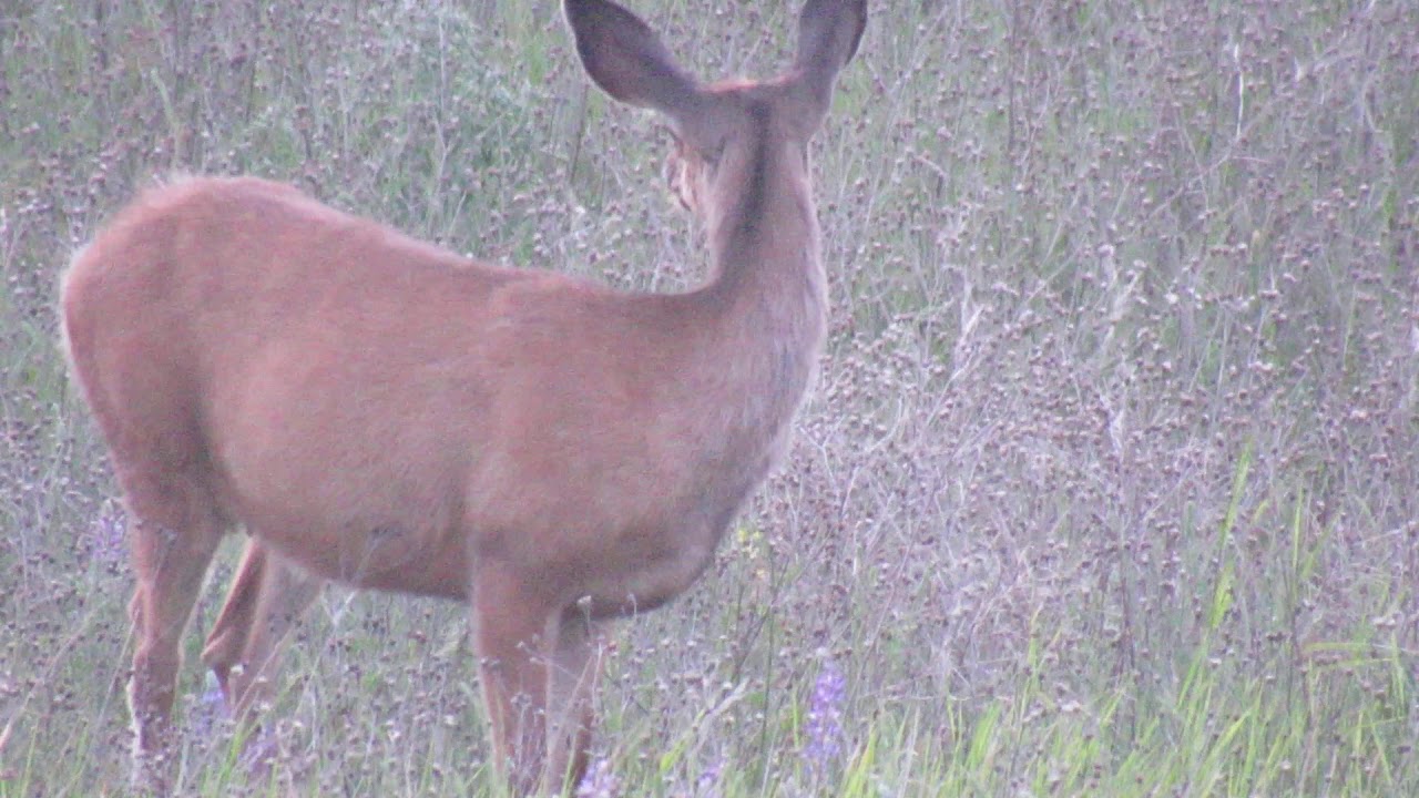 Deer Chilling and perhaps feeling watched - YouTube