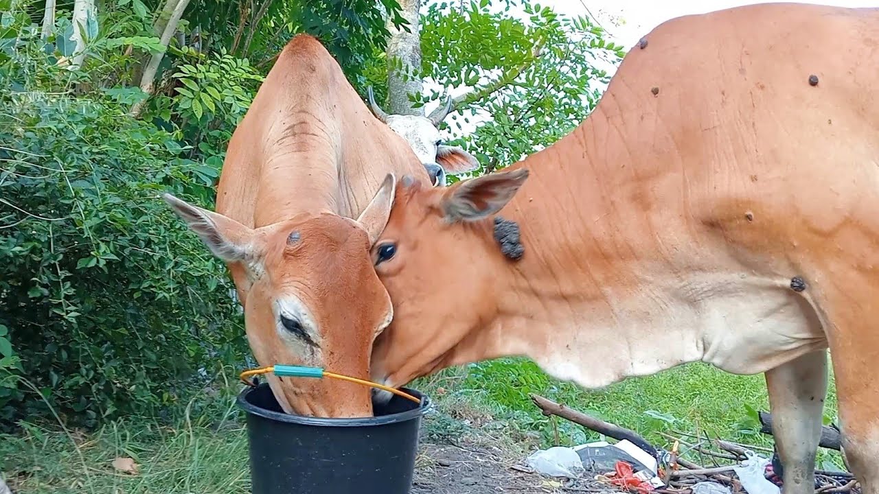 kawanan sapi berbagi air minum dengan sesama temannya • suara sapi ...
