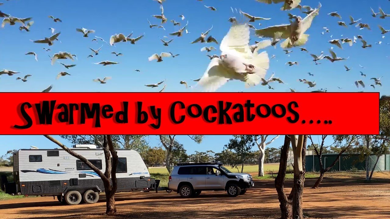 Free camping and golfing in Three Springs WA. Watch out for the cocky's ...