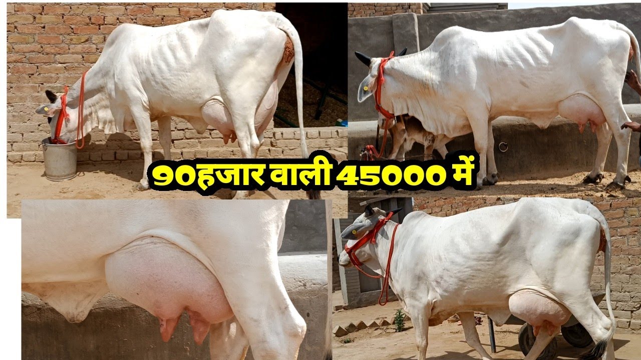 गाय हो तो ऐसी शानदार दूध क्षमता और बड़ा लुवान(udder) 🤳9521398137 - YouTube