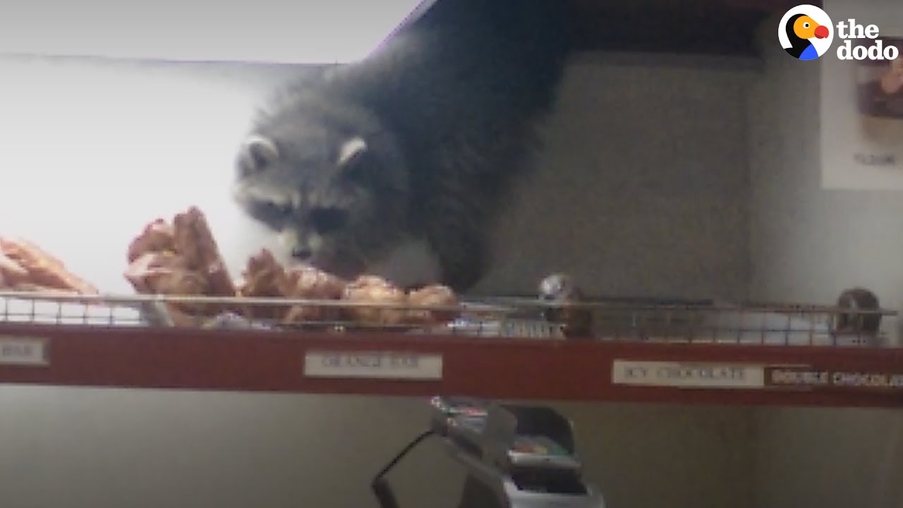 Raccoon Sneaks Into Donut Shop And Takes What He Wants - YouTube