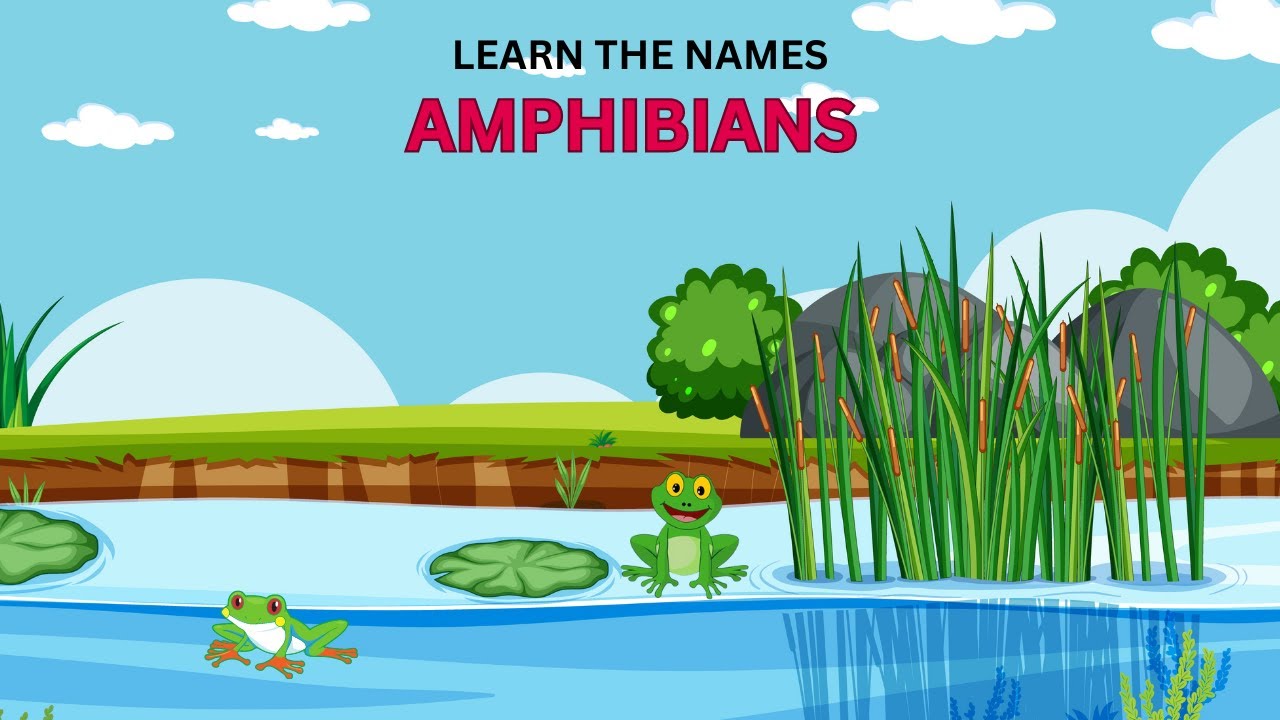 Learn The Names Of All The Amphibians Around Us || Lets Do Good ...