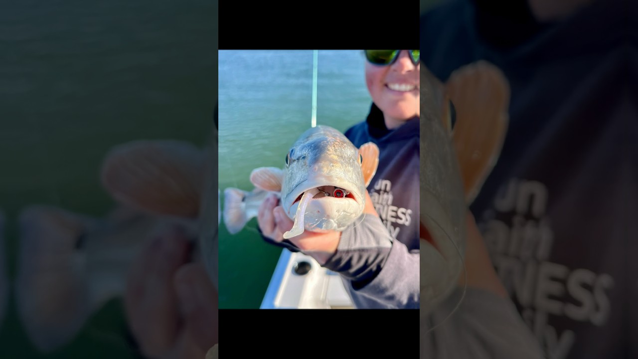 26” Redfish on @ZManFishingProducts @stcroixrodsvideo #fishing #redfish ...