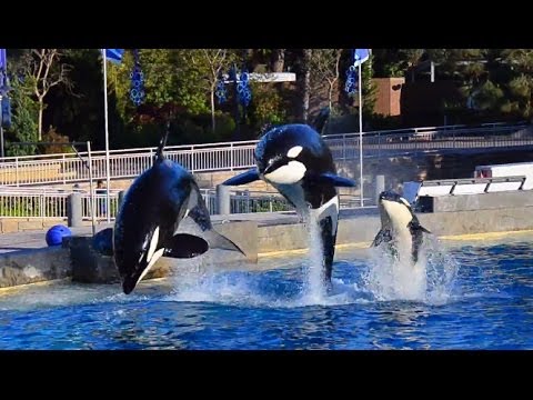 Kasatka, Orkid & Makani Bow