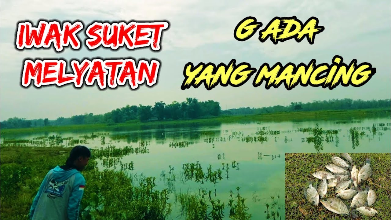 SPOT MANCING BAGUS KAYAK GINI KOK G ADA YANG MANCING - YouTube
