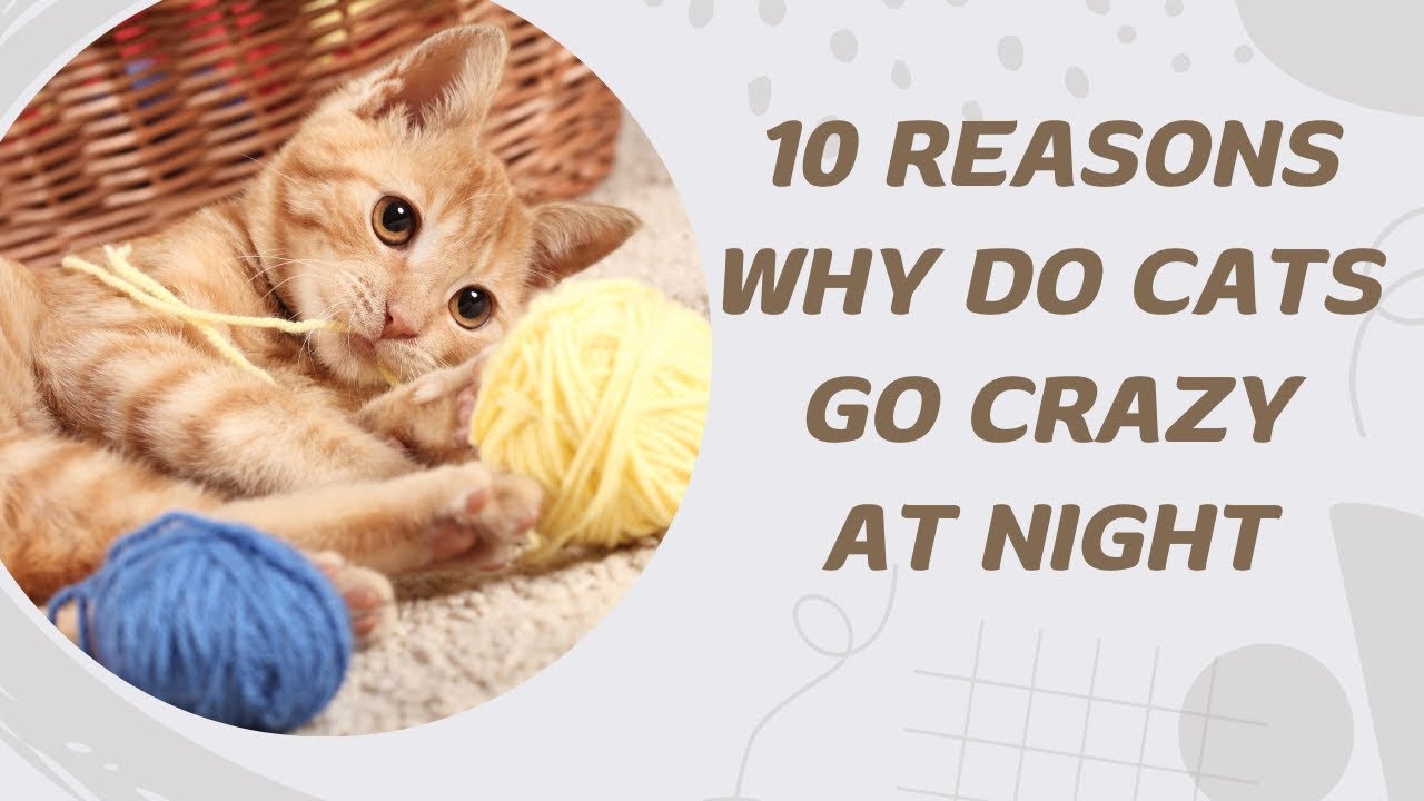 10 Reasons Why Do Cats Go Crazy At Night - YouTube