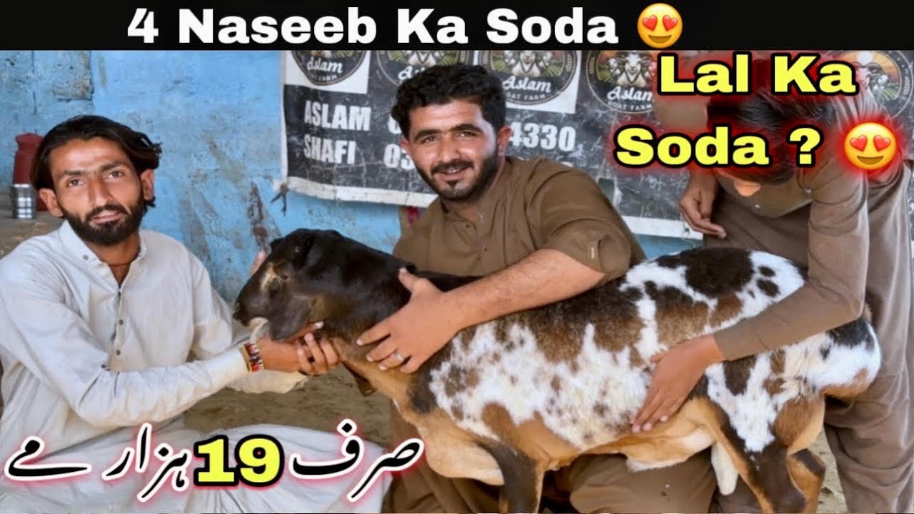 Aslam Goat Farm Se Lal Goat Farm Ka Soda 😍? || Sudani Dumba Or Bakra ...