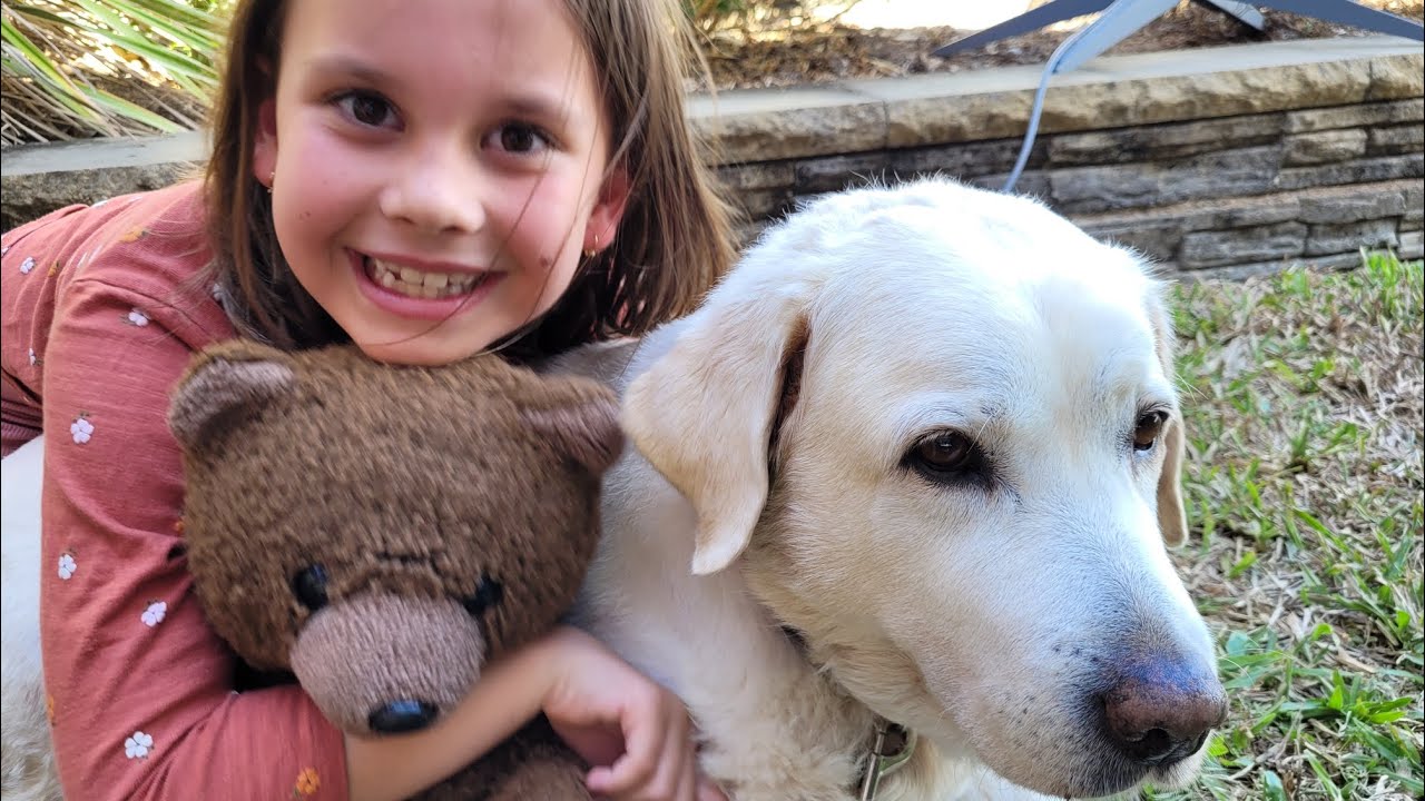 Besties 🥰 ️Lab and granddaughter have always had a beautiful bond ️ 💕 💖 ...