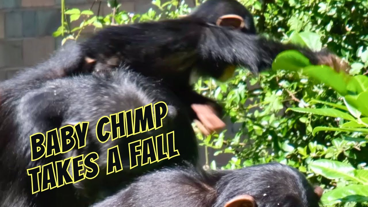 Baby Chimp Jeff Falls Twice - YouTube