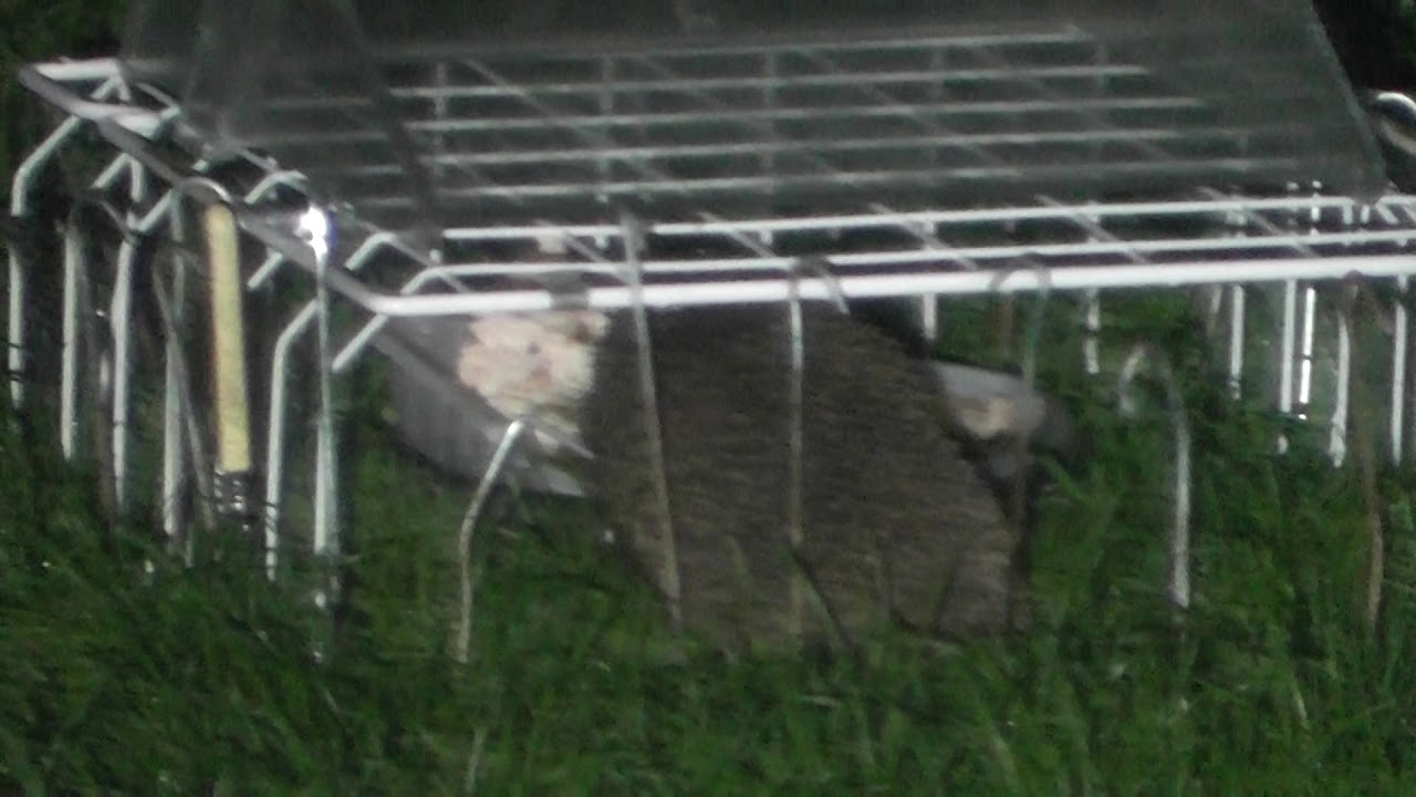 Hedgehog feasts on a chicken in Cambridge UK 4may2020 1251a - YouTube