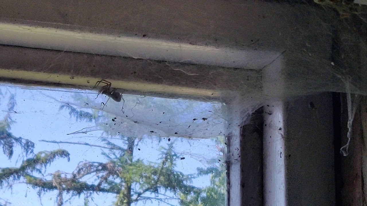 Uk Garage spider hunting and catching Uk Fly! - YouTube