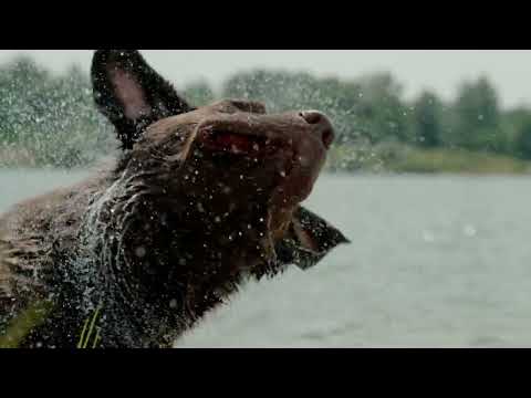 Brown Labrador shaking off water - ULTRA SLOW MOTION