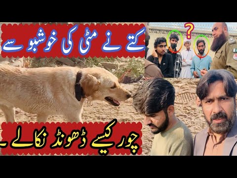 How dog traced out Thieves by Marks of feet || kuty ki hiss etny strong ...