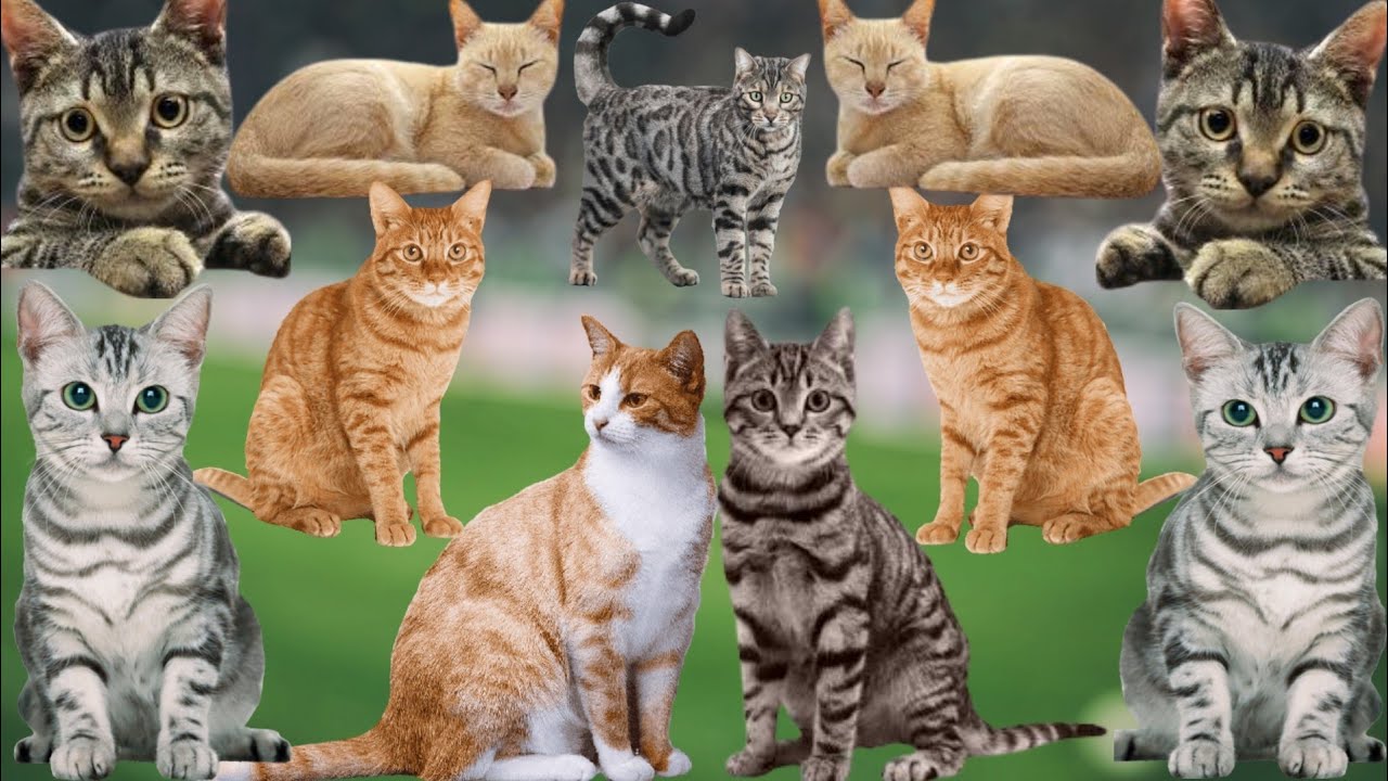 Funny Cats And Kittens Meowing Compilation||Funny Cats Arguin-Cats ...