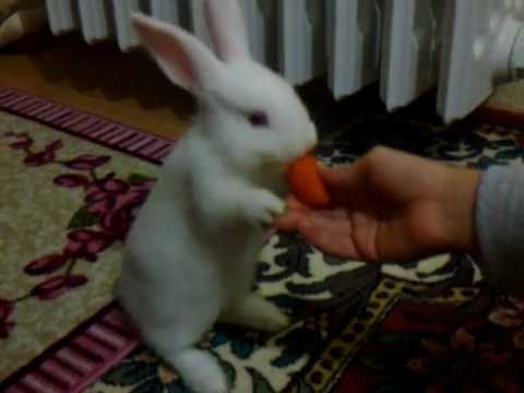 tavşan havuç yerken izle :))