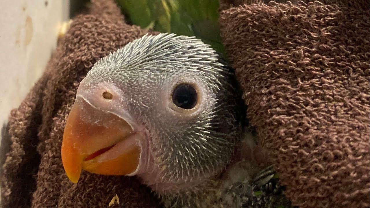 My new ringneck chicks Mark & Spike - YouTube