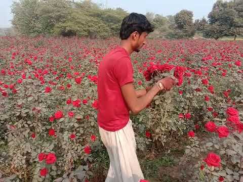 Falwor plants ki cating dusamber5/2021 - YouTube