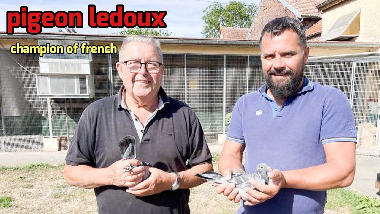 Ledoux Gérard & Fils Racing Pigeons: Top French Champions | National ...